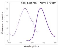 BioTracker™ Far Red Mitochondrial Superoxide Live Cell Probe | SCT278 ...